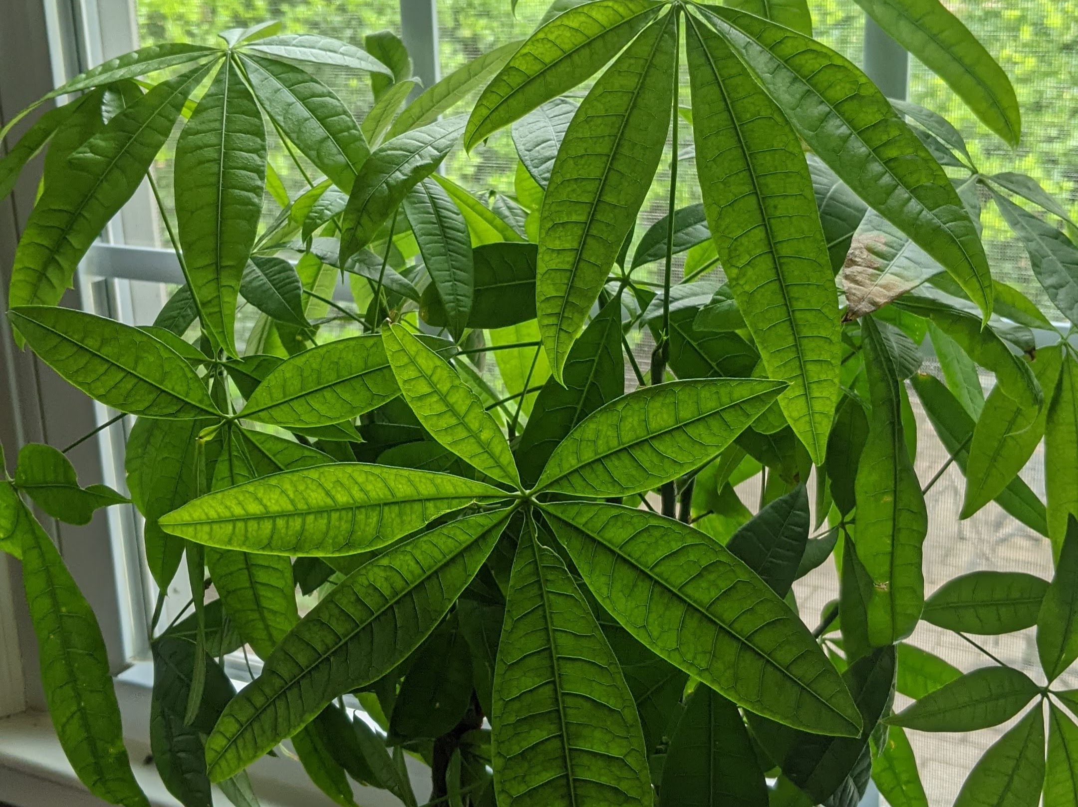 How To Save A Dying Money Plant DIY Hippo